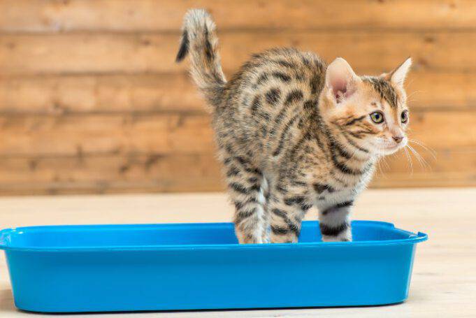 Il gattino non fa la cacca: tutte le spiegazioni in merito