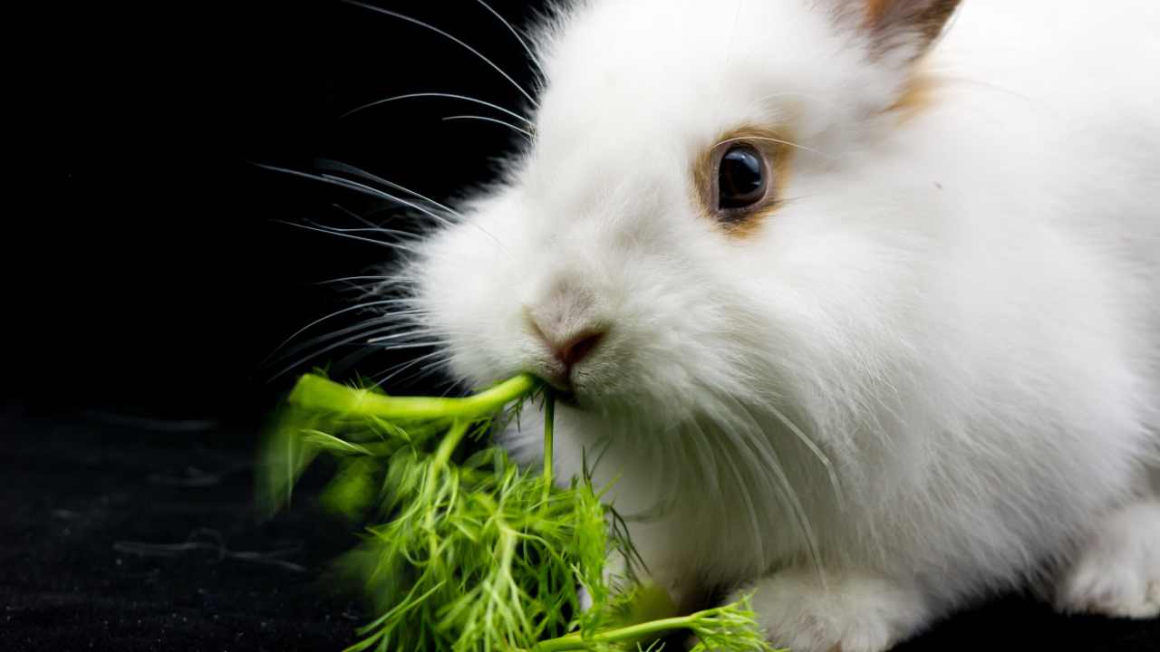 Il coniglio può mangiare il finocchio? Scopriamolo insieme