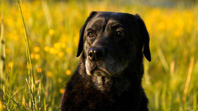 I cani hanno allenato i muscoli facciali per fare la tecnica degli ...