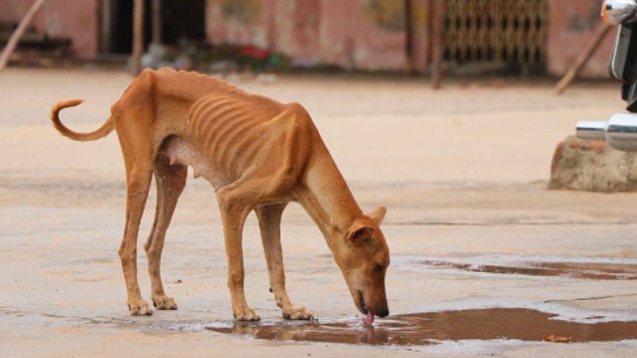 William, il cane abbandonato che ha fatto da paggetto