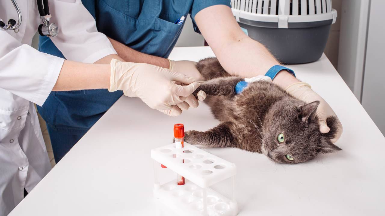 Metaemoglobinemia nel gatto: cause, sintomi e trattamento