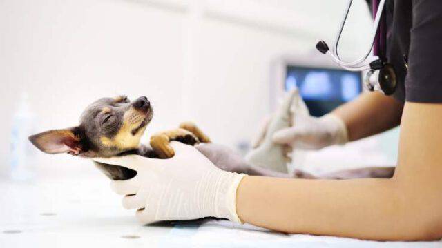 Orchite nel cane: quando i testicoli di Fido sono gonfi