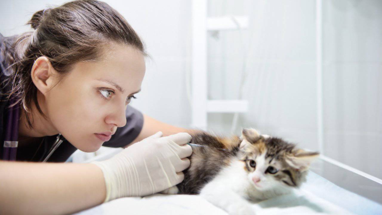 Trattare le ferite del gatto: quali sono e come curarle