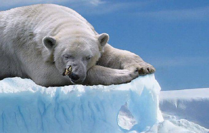 Foto orso polare: 10 imperdibili scatti del Re dell'Artico