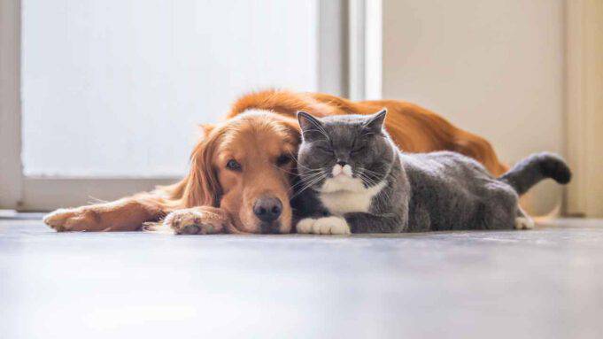 Animali da compagnia, le diverse preferenze nel mondo