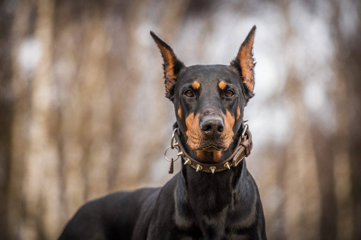 Curiosità sul Dobermann: la storia con l'uomo, le origini e la cattiva fama