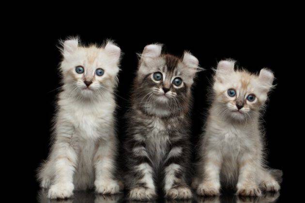 La differenza tra l’American Curl e lo Scottish Fold: quale adottare