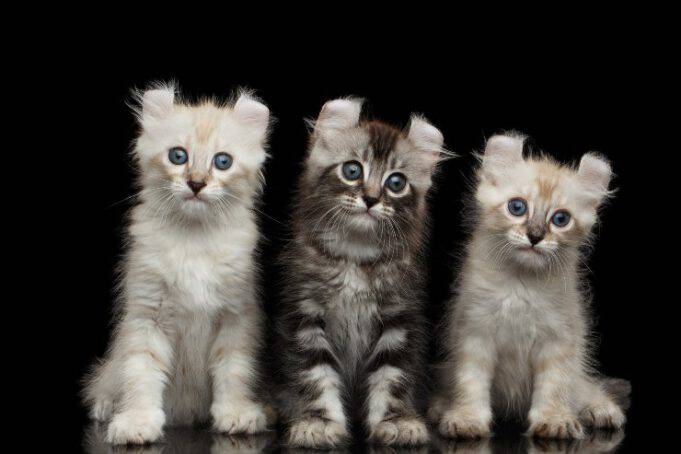 American Curl: carattere, origini, salute, cuccioli, prezzo