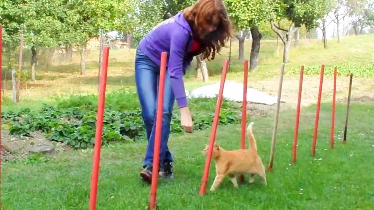 Che cos’è il Cat Agility? Tutti i vantaggi per il nostro Micio