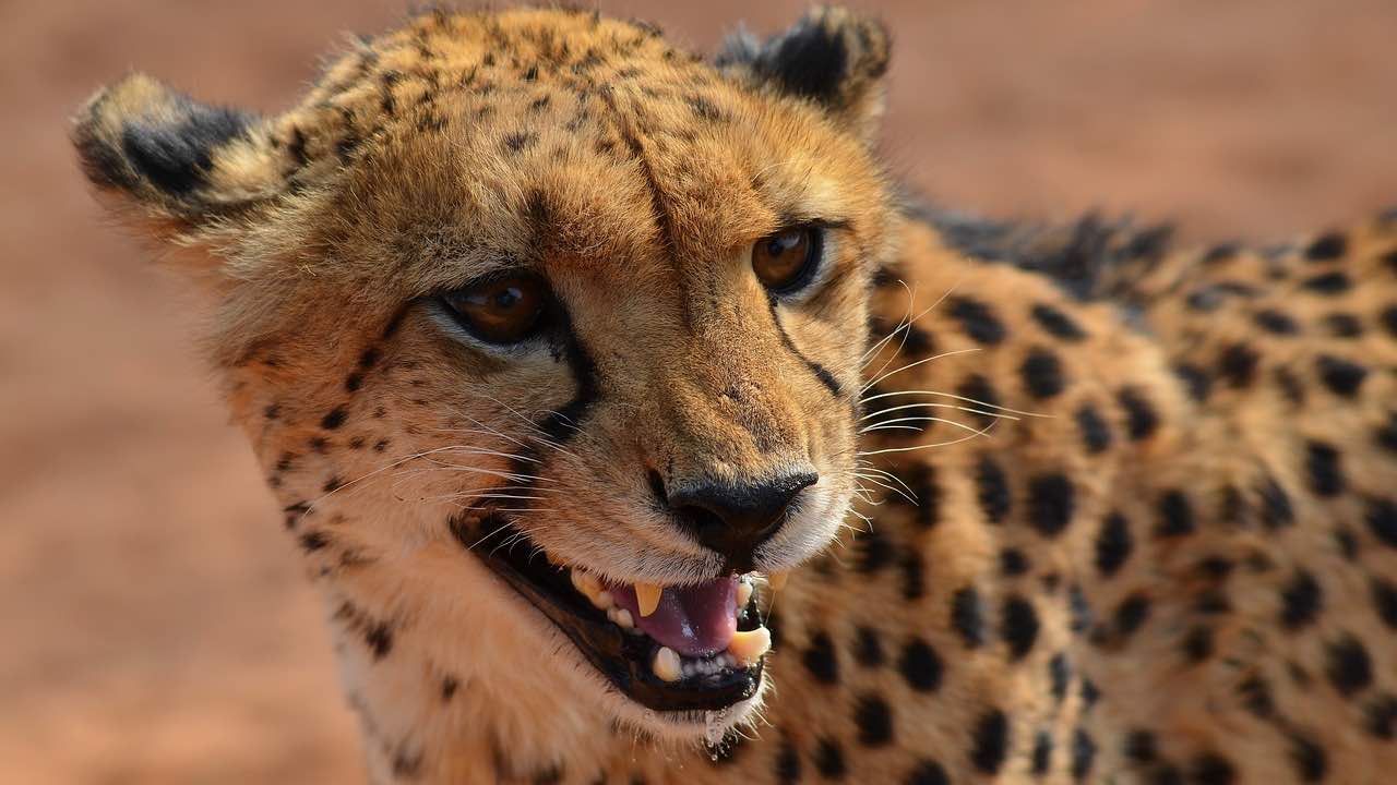 Animali che fanno le fusa, quali? Non sono solo i gatti a farle