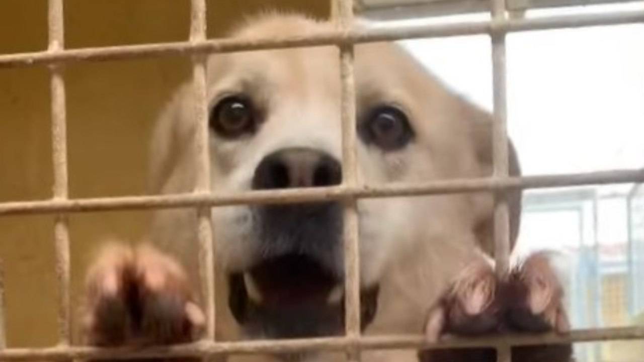 Nonno Leo, il cane è in canile da 11 anni: aspetta una famiglia - VIDEO