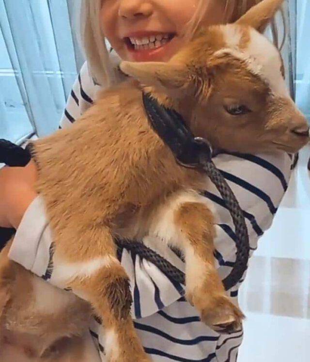Ilary Blasi e Totti nuovo animale in casa. E' una capretta (VIDEO)