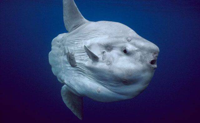 Pesce luna (Mola Mola): habitat, come si difende, caratteristiche ...