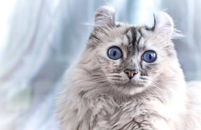American Curl: carattere, origini, salute, cuccioli, prezzo