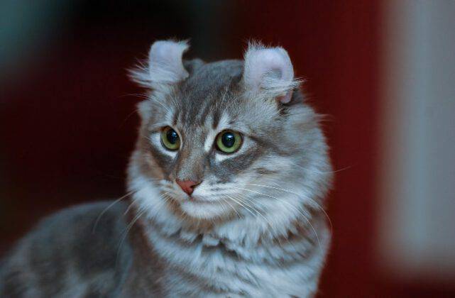 Le malattie dell'American Curl: patologie comuni di questo gatto
