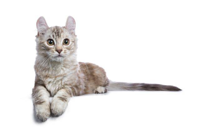 American Curl: carattere, origini, salute, cuccioli, prezzo