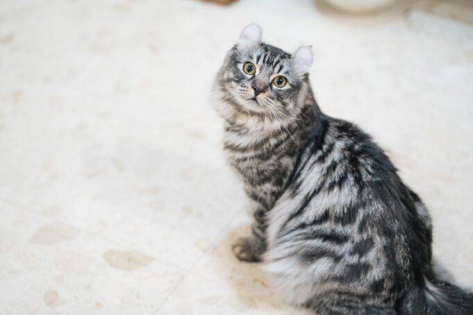 American Curl: carattere, origini, salute, cuccioli, prezzo
