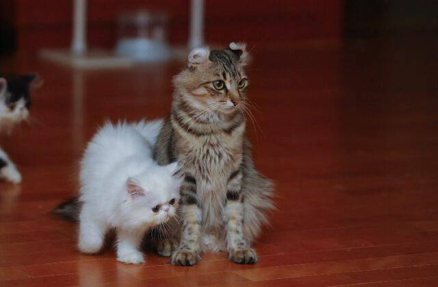 American Curl: carattere, origini, salute, cuccioli, prezzo
