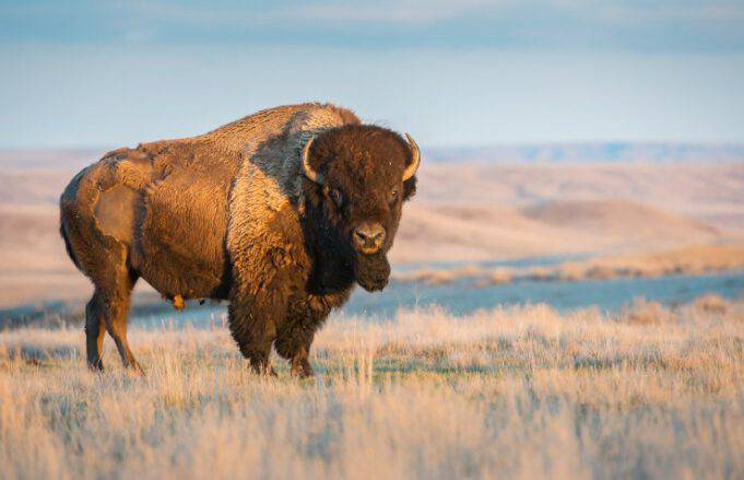 Bisonte: cosa mangia, dove vive, caratteristiche e curiosità sul ruminante