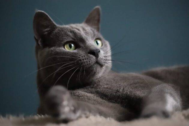 Blu di Russia: prezzo, carattere, origini, curiosità, cuccioli