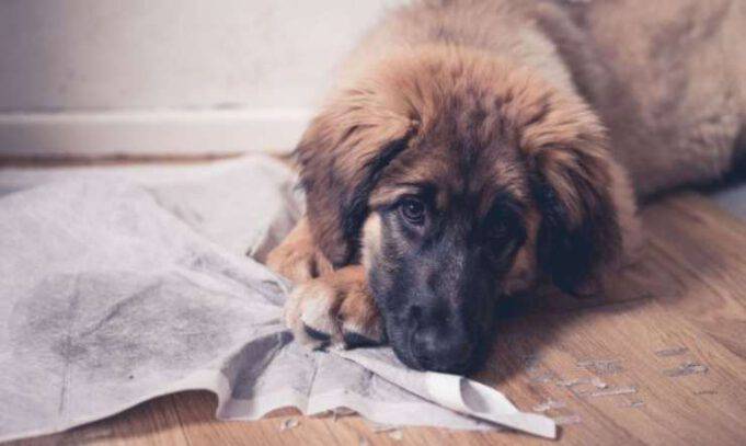 Il cane fa la cacca in casa? Perché lo fa e cosa fare