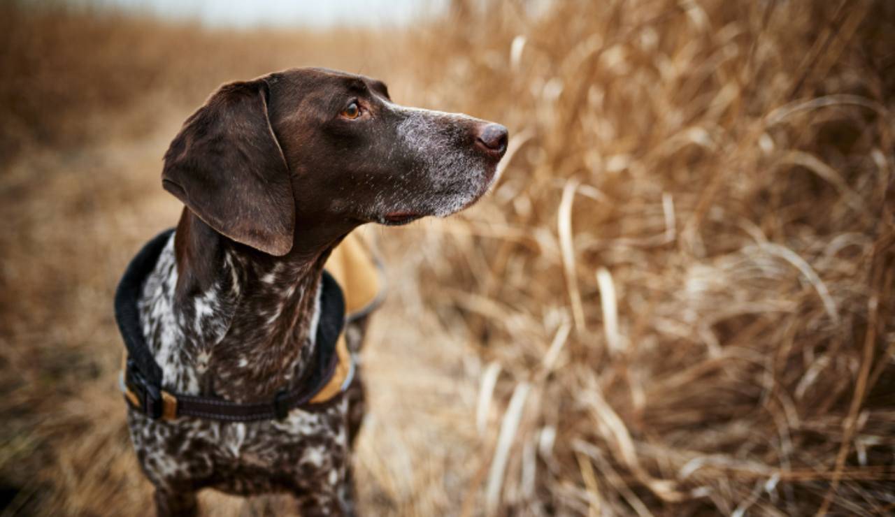 Razze di cani da cerca: i migliori esemplari del mondo