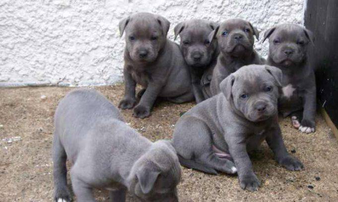 Razze di cani dal pelo grigio: caratteristiche di 10 splendidi esemplari