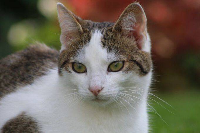 I gatti carini: quali sono le 5 razze feline più incantevoli del mondo