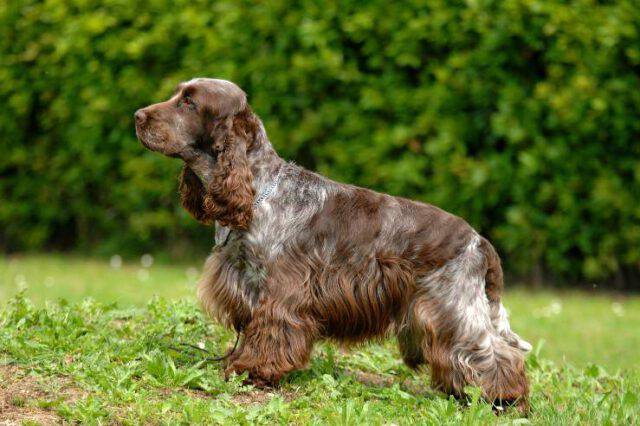 Razze di cani da cerca: i migliori esemplari del mondo