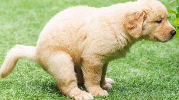 Il cane fa la cacca in casa? Perché lo fa e cosa fare