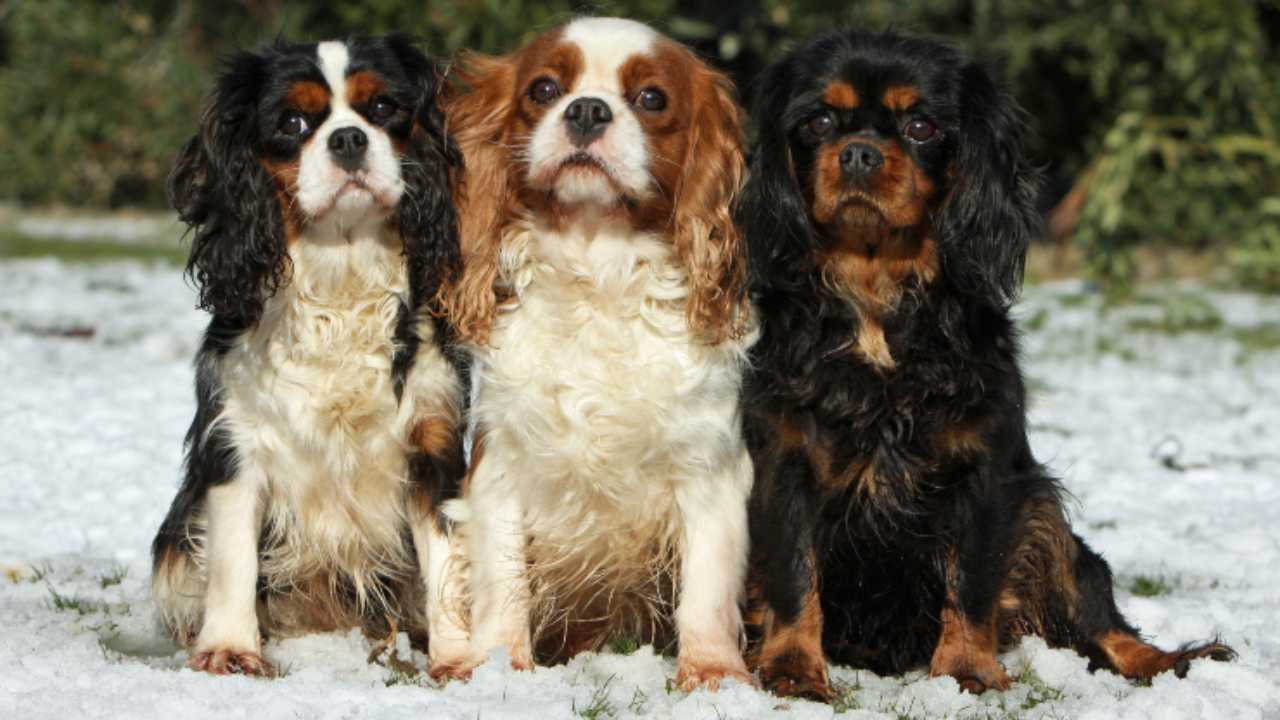 Curiosità sul Cavalier King: cose da sapere su questa razza di cane