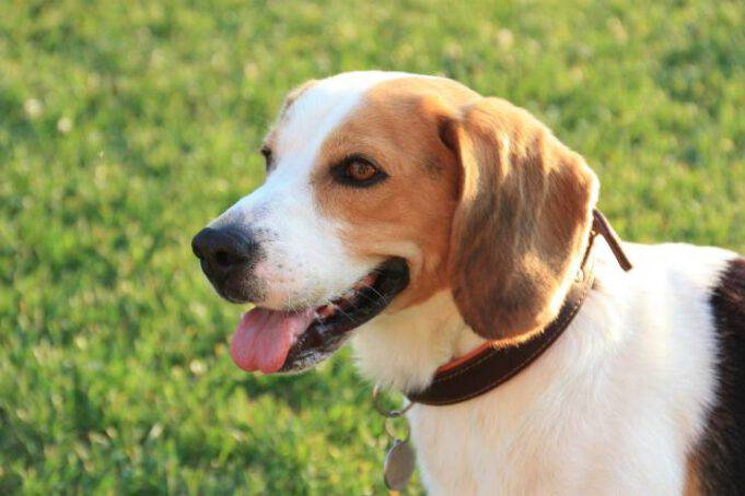 I cani belli: quali sono le 10 razze esteticamente più belle e desiderate