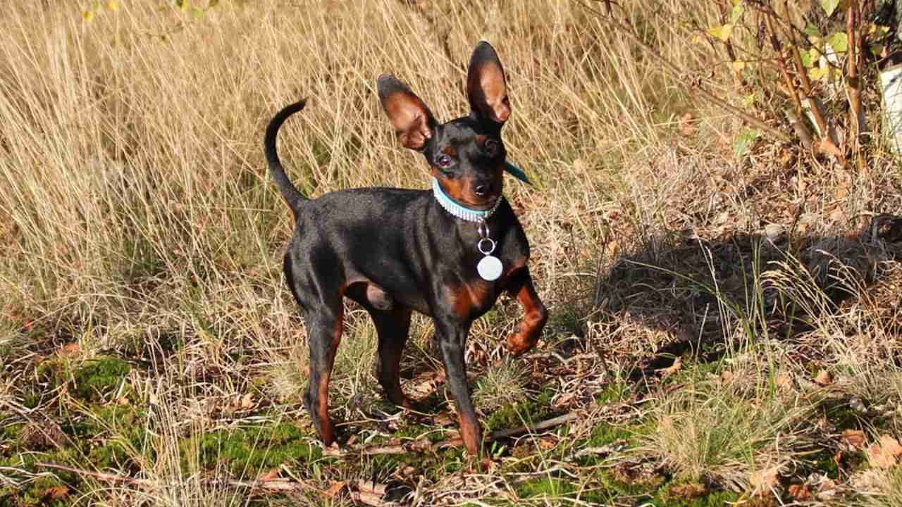 Adottare un Pinscher Nano: tutti i motivi e qual è il suo padrone ideale