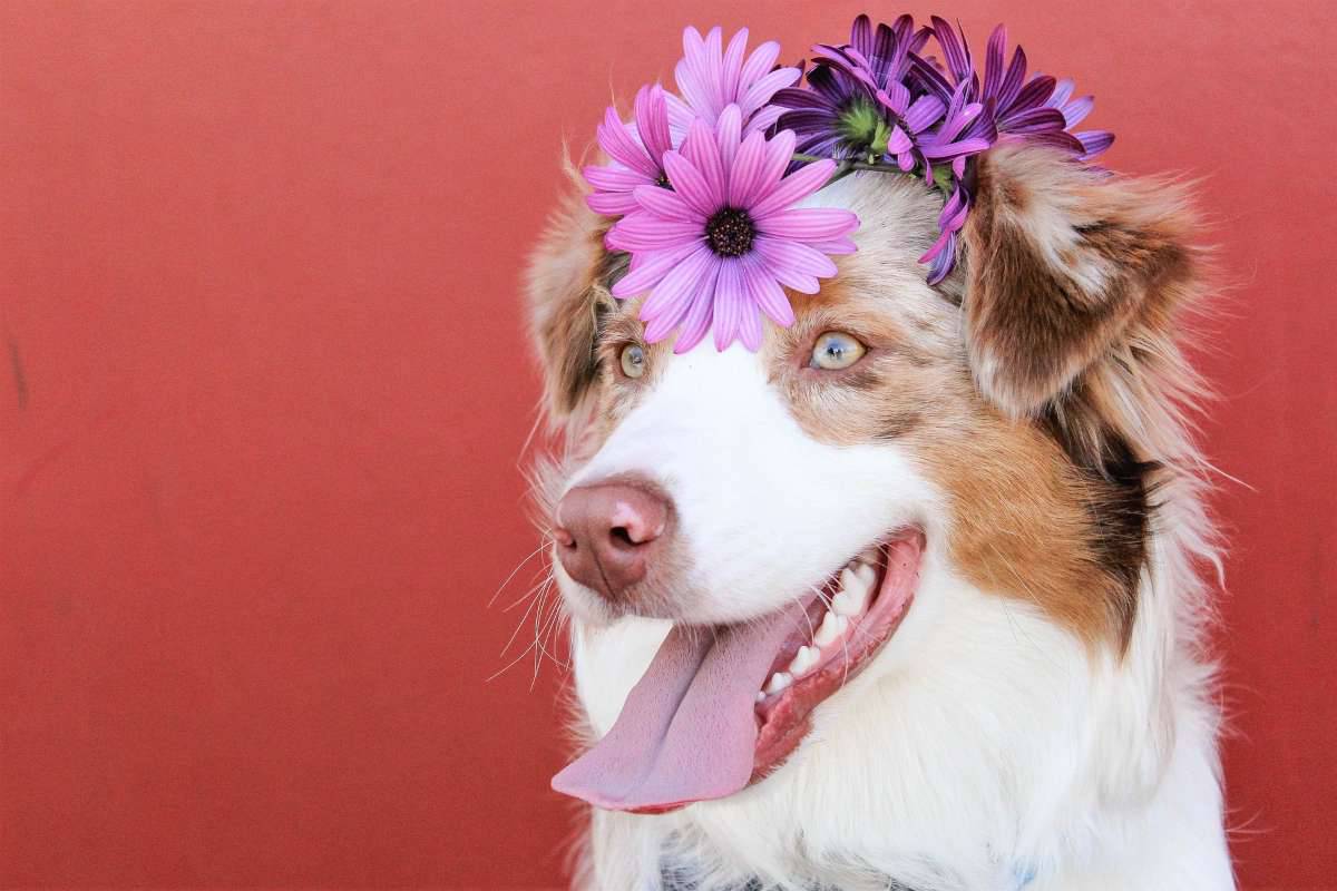 I cani belli: quali sono le 10 razze esteticamente più belle e desiderate
