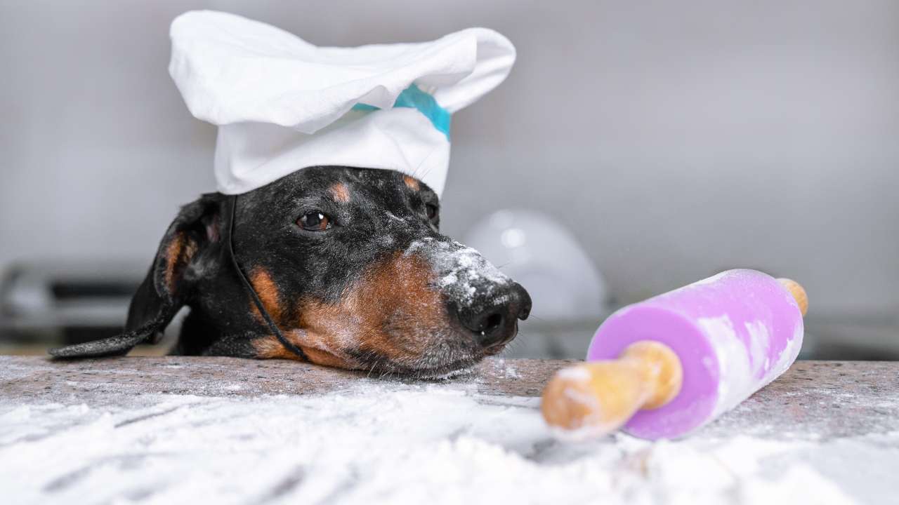 Farine adatte ai cani: quali usare per preparare prelibatezze a Fido