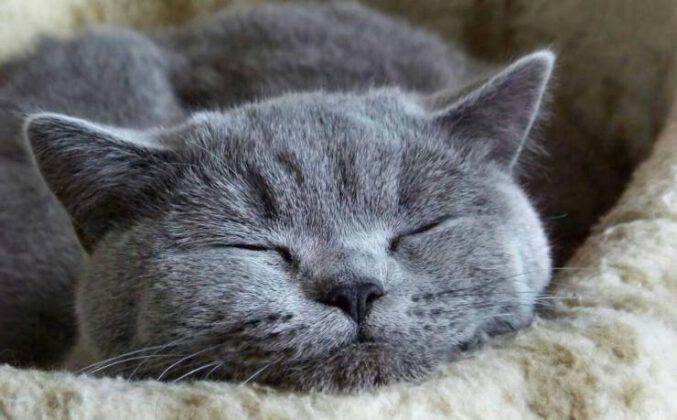 Come dormono i gattini: qualità e quantità del sonno dei mici - VIDEO