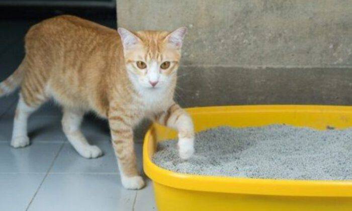 Quante volte fanno la cacca i gatti? Cosa sapere per la salute di micio