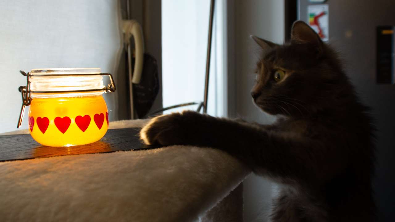I gatti possono mangiare il miele? Benefici e rischi per micio