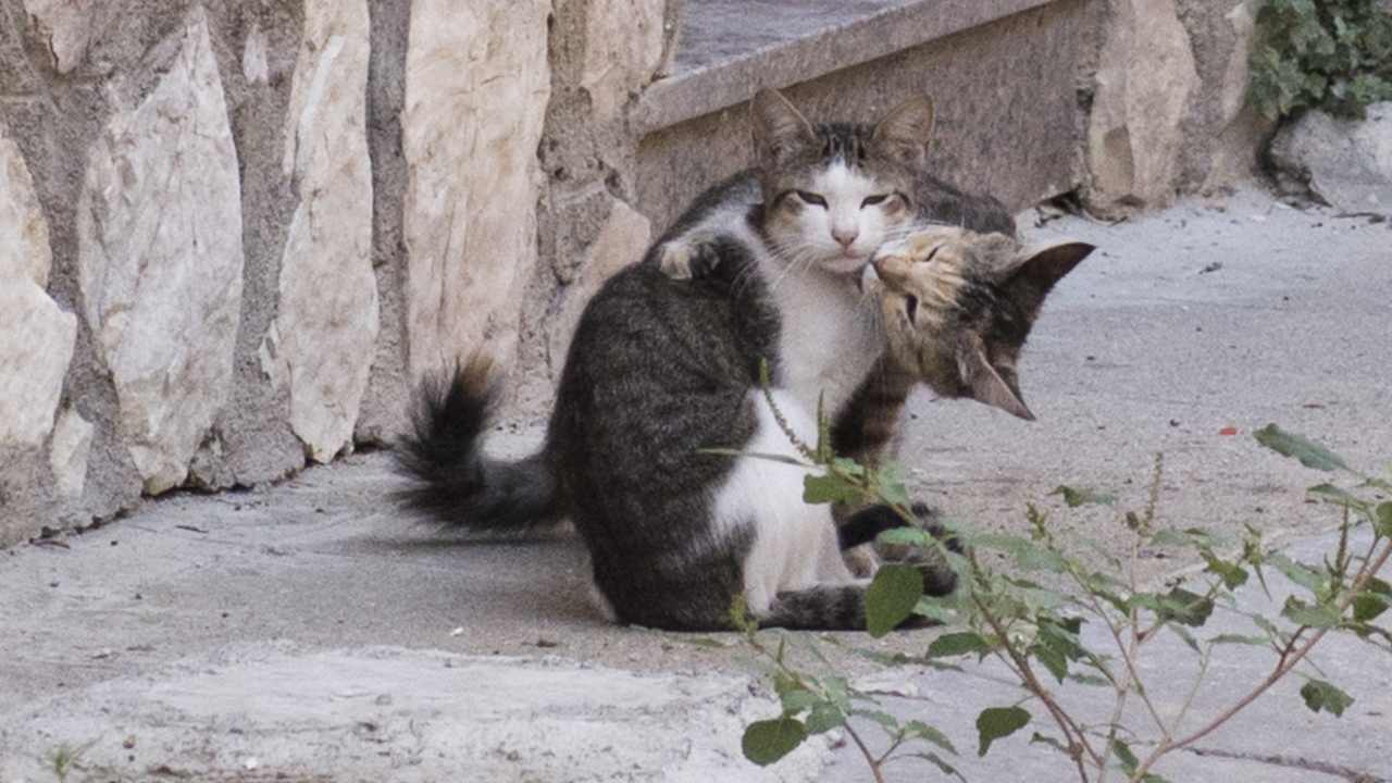 I gatti si possono innamorare delle persone o di altri gatti? Scopriamolo