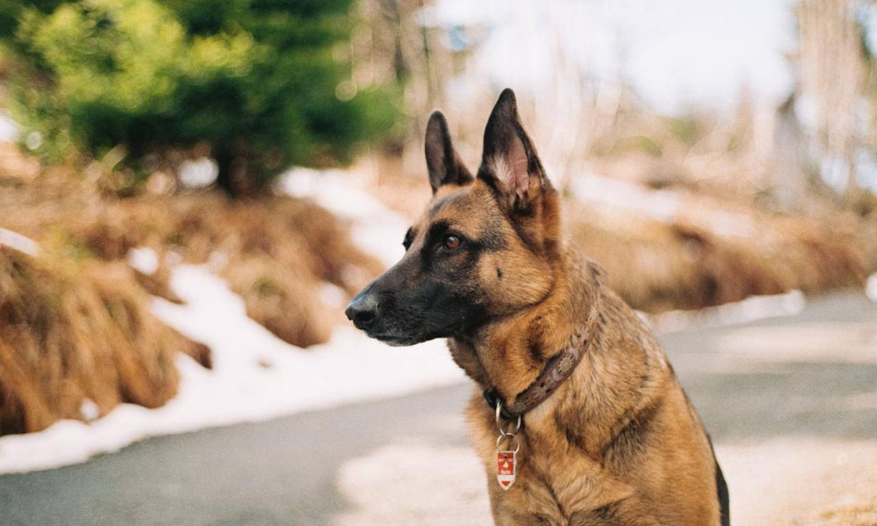 Il cane annusa i tumori? Come ci riesce Fido e come riconosce il cancro