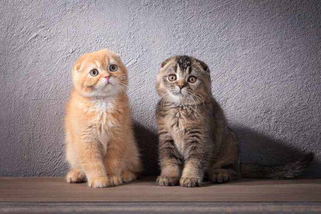 Scottish Fold: cuccioli, prezzo, carattere, alimentazione, salute ...