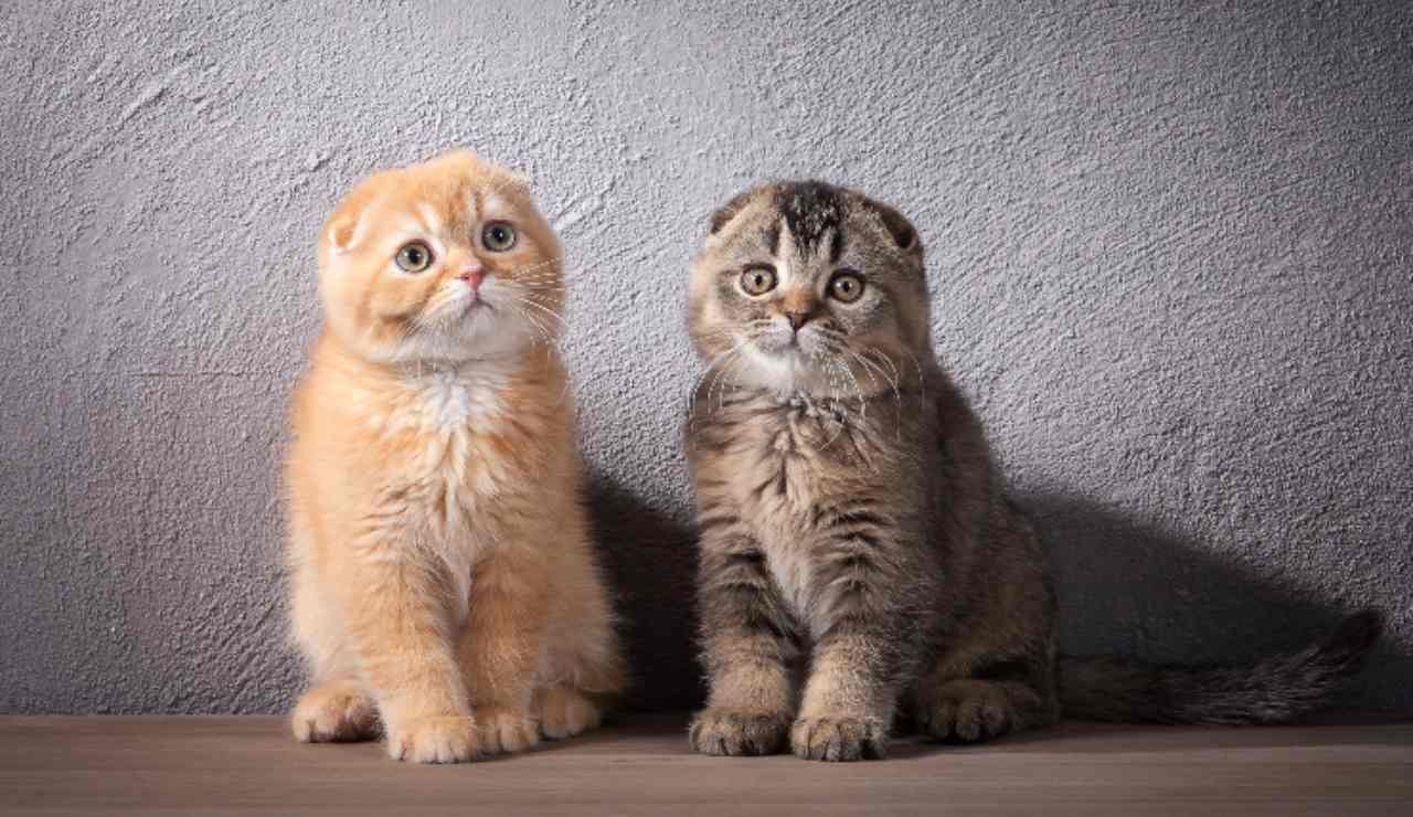 La differenza tra l’American Curl e lo Scottish Fold: quale adottare