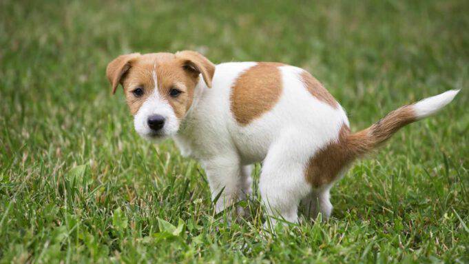 Segnali che il cane deve fare la cacca: come capire se vuole fare i bisogni