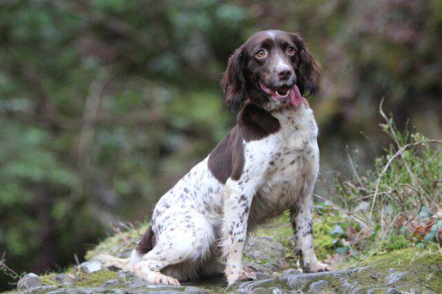 Razze di cani da cerca: i migliori esemplari del mondo