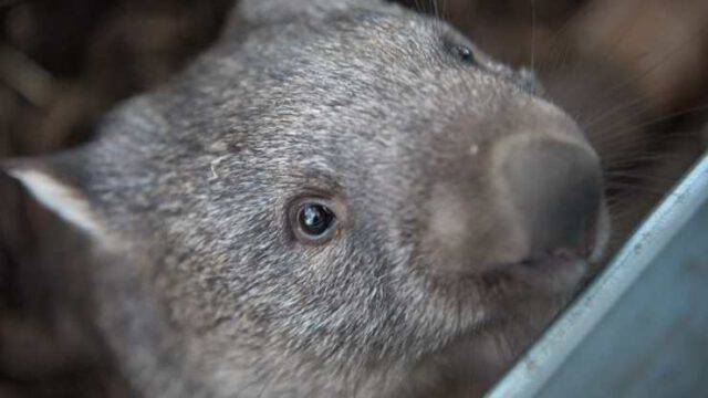 Vombato (Wombat): cuccioli, quanto vive, habitat, curiosità