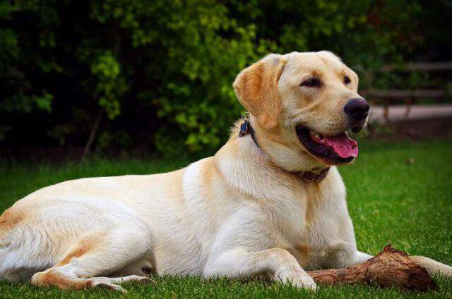 I cani belli: quali sono le 10 razze esteticamente più belle e desiderate
