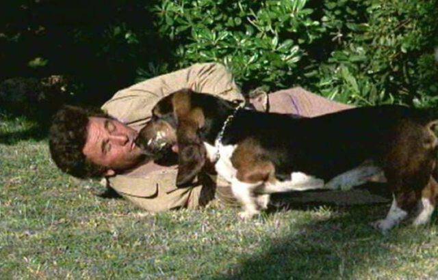 Cane Colombo: nome, razza, caratteristiche e curiosità