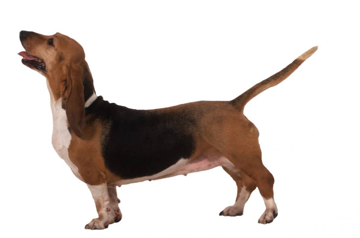 Razze compatibili col Basset Artésien Normand: con chi va d'accordo