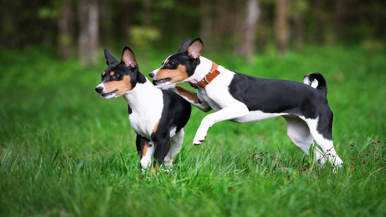Razze compatibili col Basenji: cani che vanno d'accordo con lui