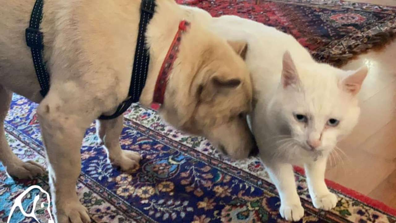 Novità sulla storia di Anacleto e Merlino: arriva l'adozione in coppia